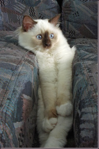 Kitty Stampede: Stuck in the Middle